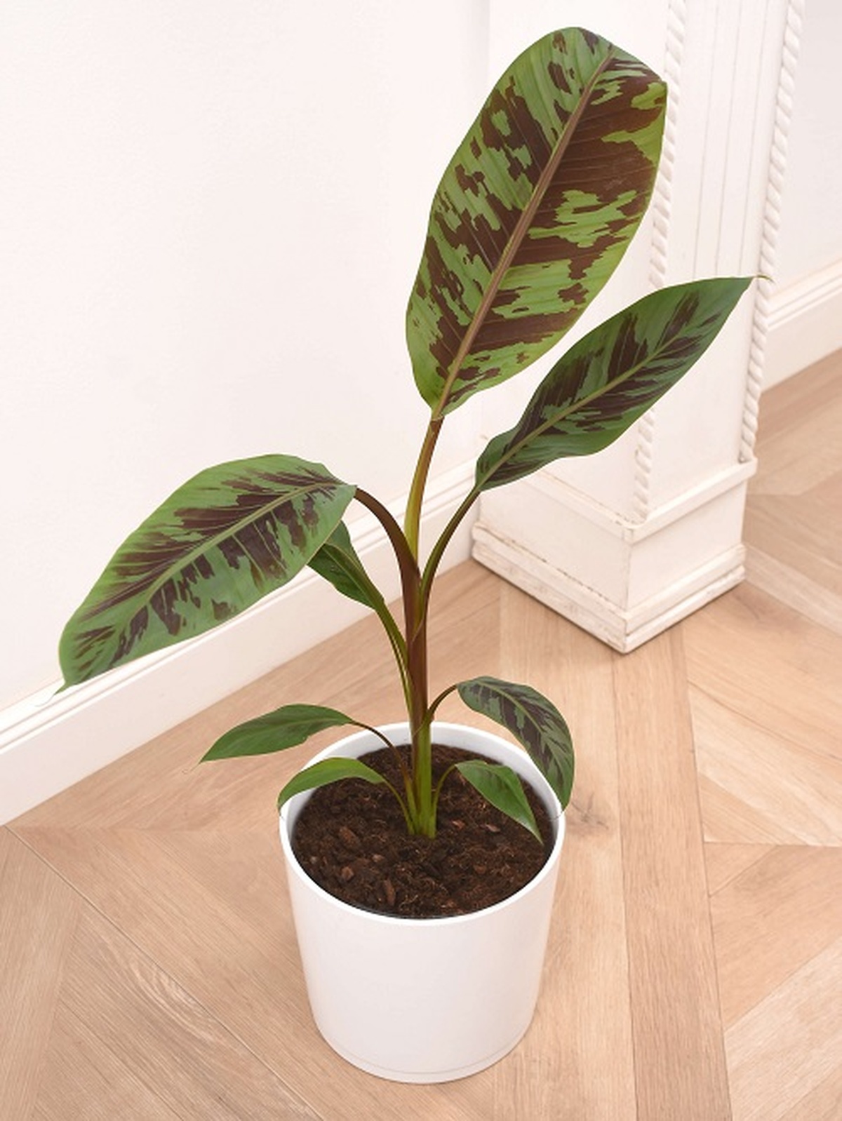 8 Stunning Variegated Banana Plant Varieties to Brighten Your Garden