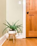 27 Stunning Aloe Vera Plant Display Ideas Indoors for Your Home