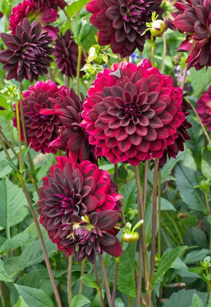 27 Stunning Red Dahlia Varieties That Will Brighten Any Garden