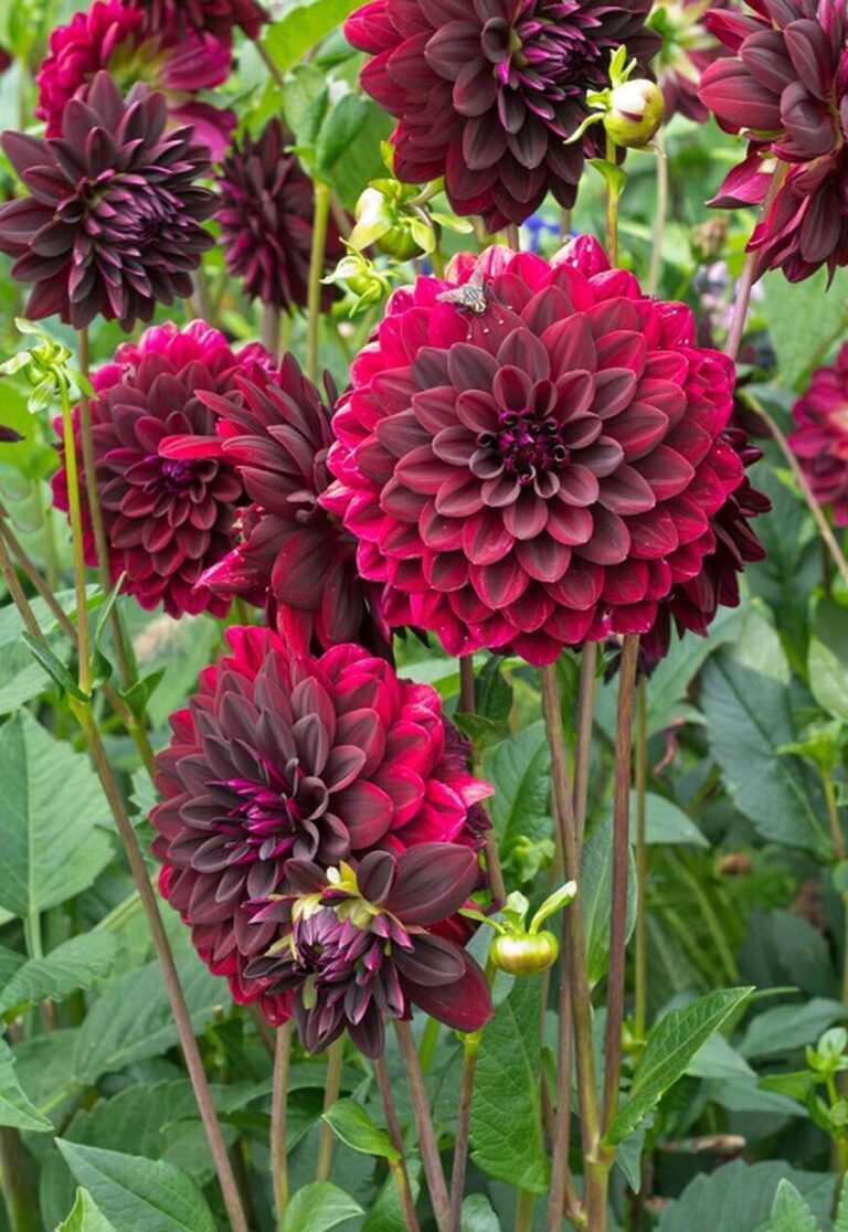 27 Stunning Red Dahlia Varieties That Will Brighten Any Garden