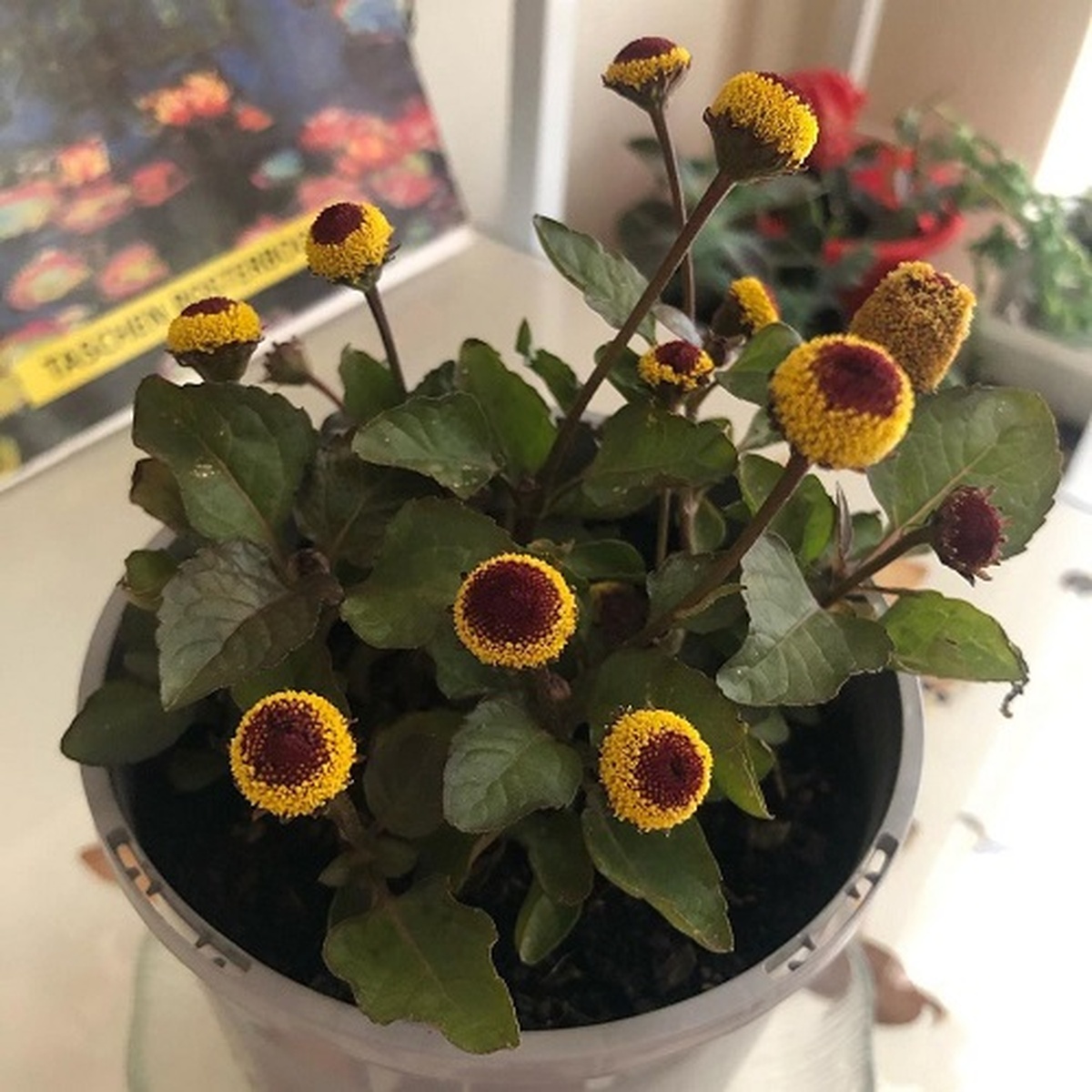 9 Stunning Flowers That Look Like Eyes to Inspire Wonder
