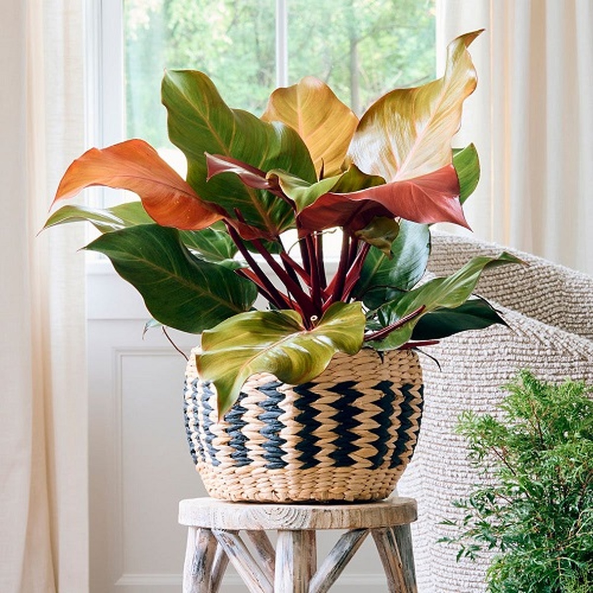6 Stunning Pink Philodendrons That Will Brighten Any Space