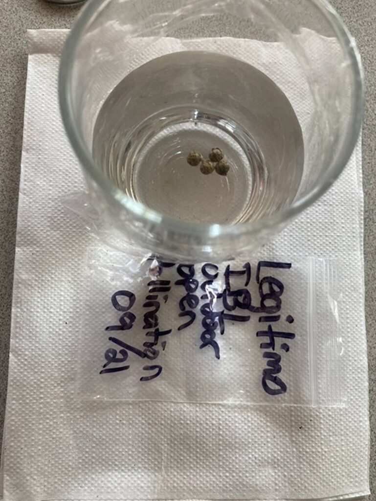 38 Amazing Seeds to Freeze Before Planting for Better Results