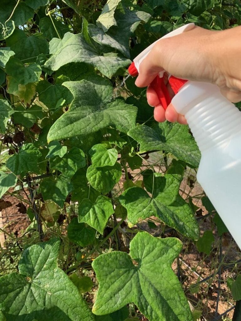 9 Effective Ways to Get Rid of Powdery Mildew Quickly