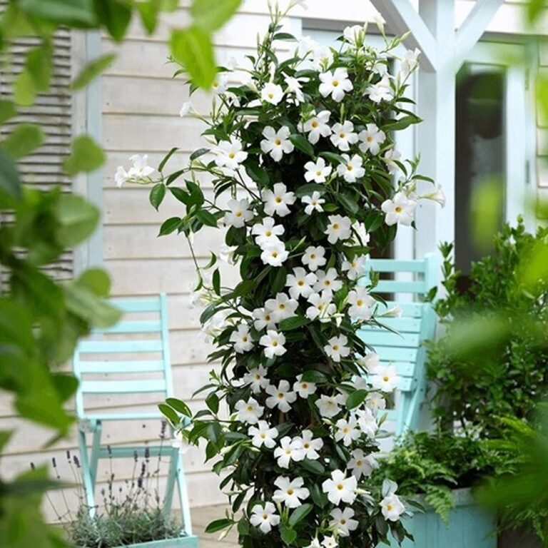 21 Stunning Fast Growing Creepers and Vines for Your Garden