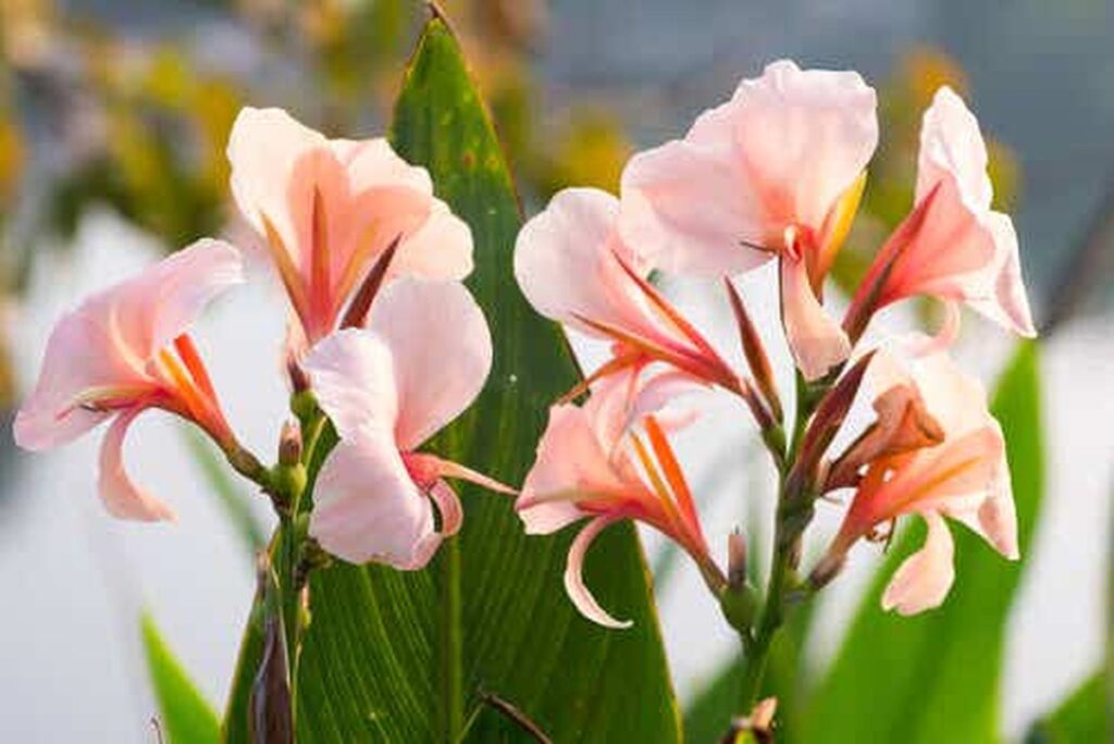 30 Stunning Types of Canna Lily Varieties for Garden Paradise