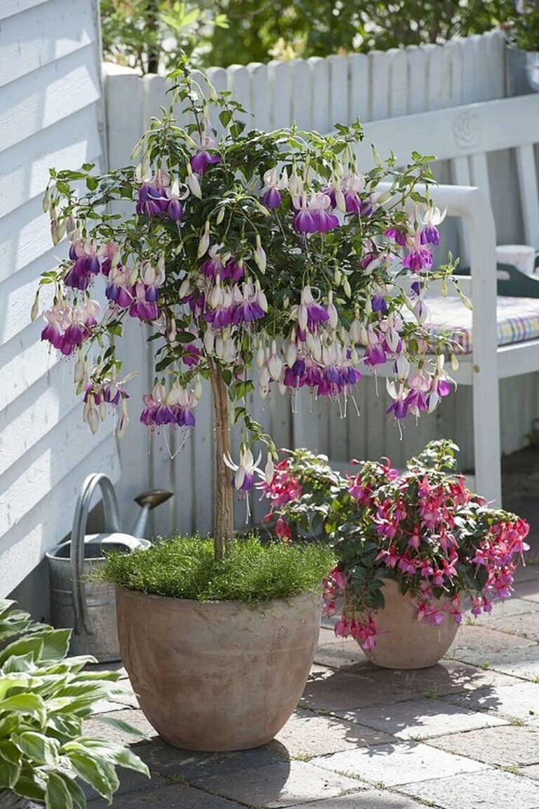 16 Gorgeous Fuchsia Variety Colors That Gardeners Adore