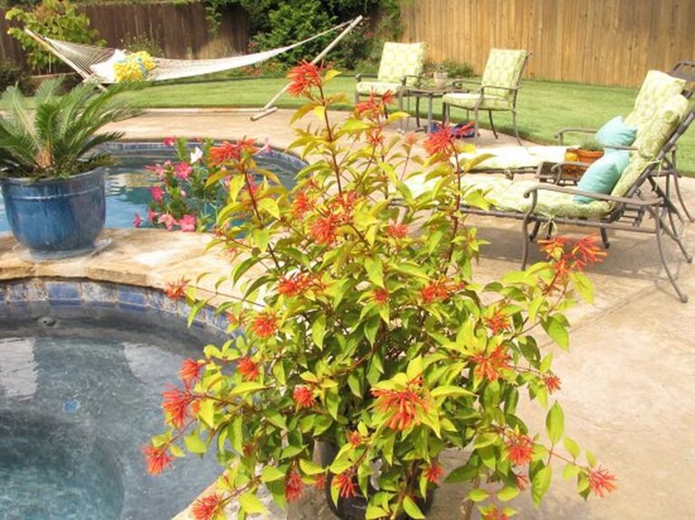 17 Stunning Red Plants in Florida with Pictures to Inspire You