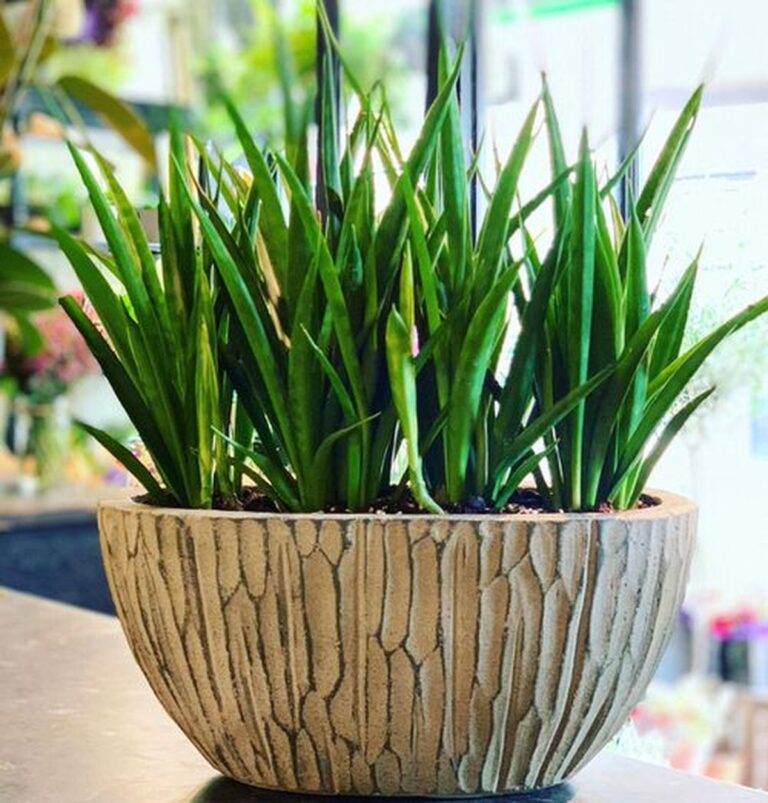 19 Charming Dwarf Snake Plant Varieties for Small Spaces