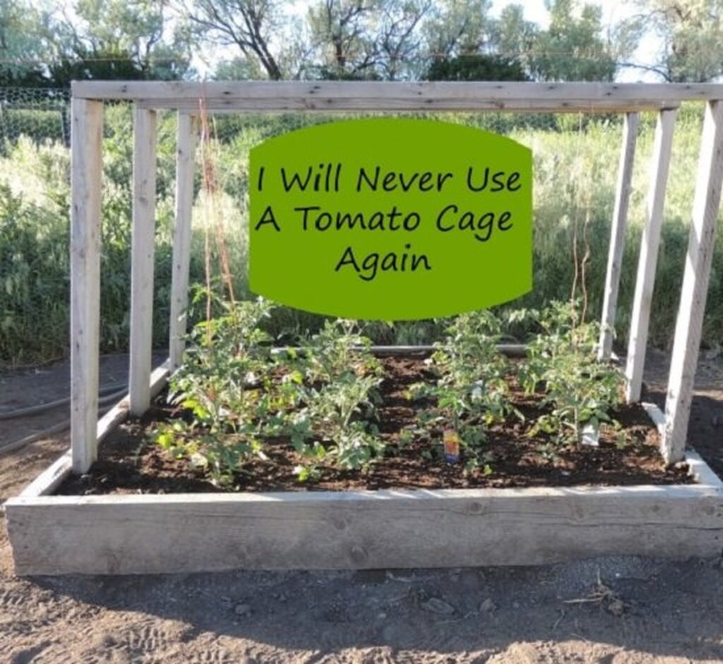 27 Clever DIY Tomato Cage Ideas That Actually Work Wonders