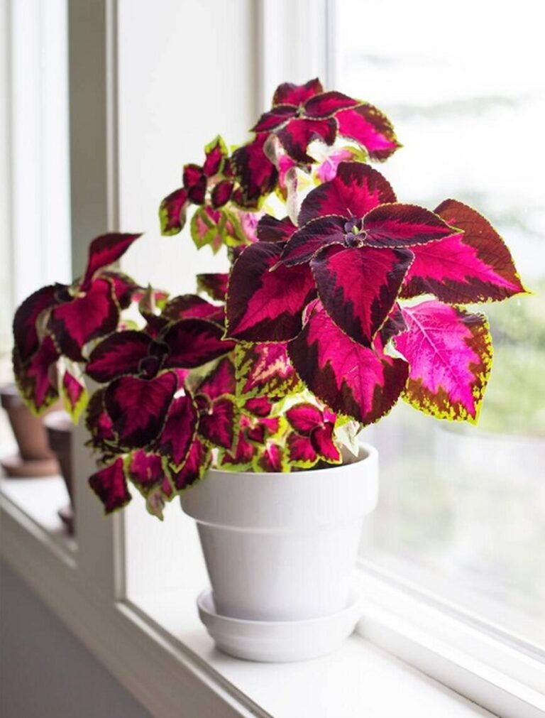 25 Brilliant Coleus Landscaping Ideas That Transform Gardens