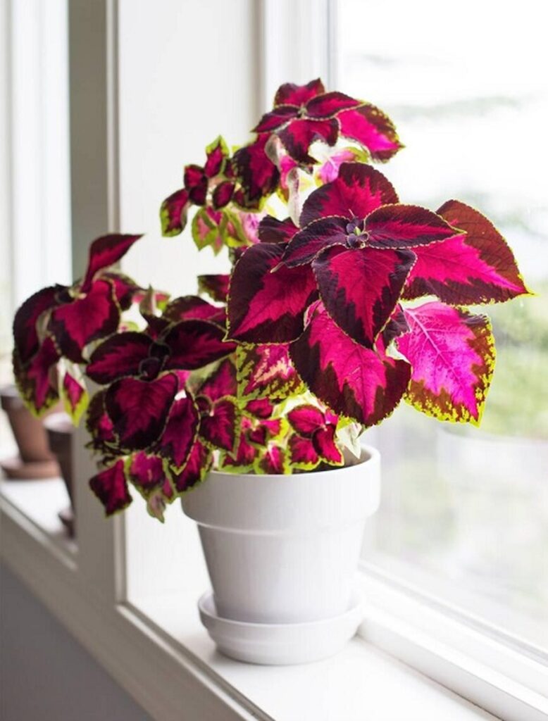 25 Brilliant Coleus Landscaping Ideas That Transform Gardens