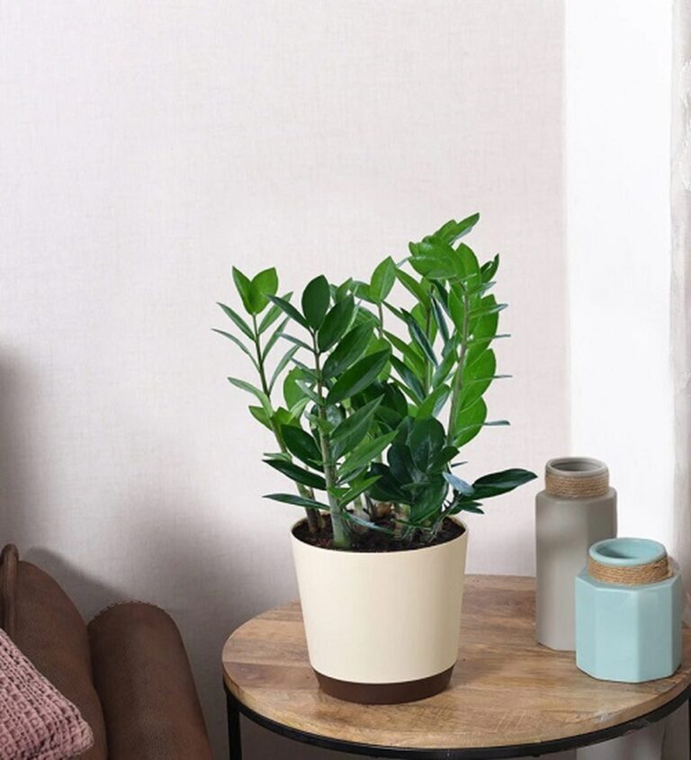 18 Incredible Plants for a Basement that Need Little Light