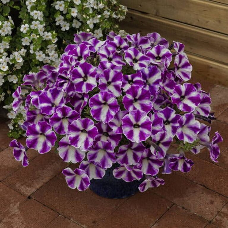 40 Stunning Types of Petunias That Brighten Any Garden