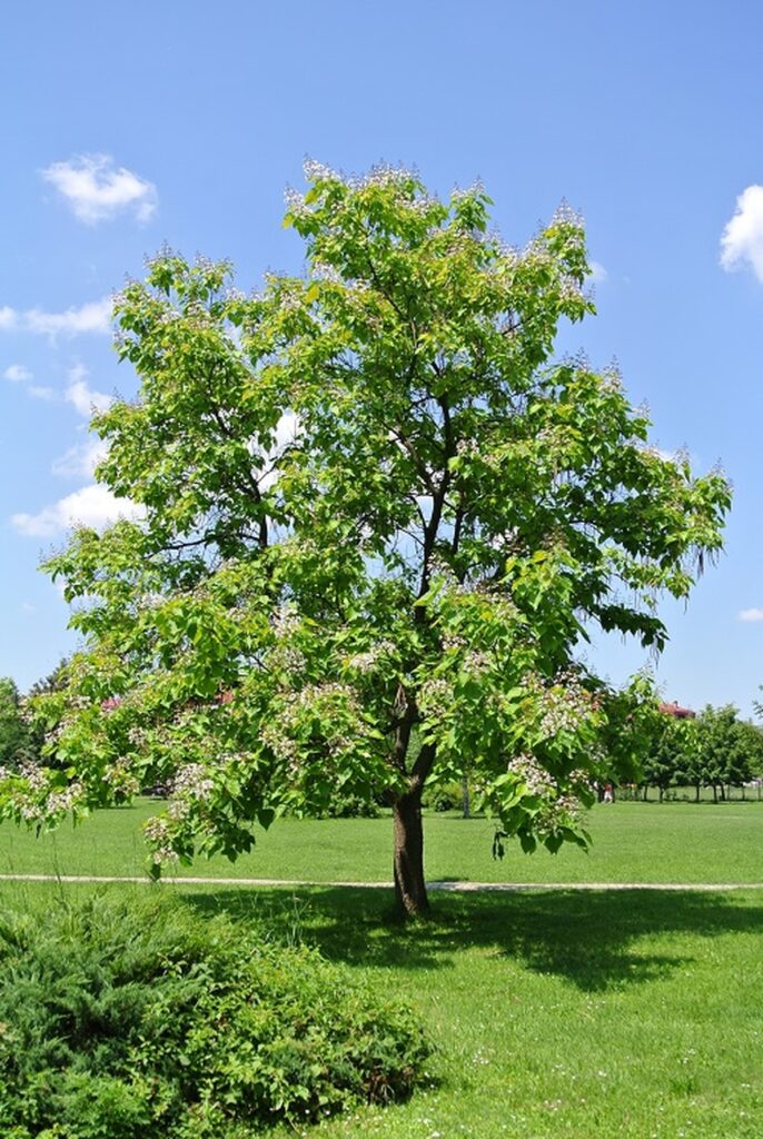 21 Amazing Trees That Reduce Pollution Effectively