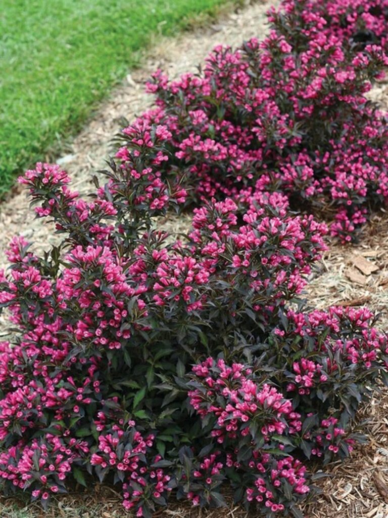 30 Stunning Red Leaf Plant Varieties to Brighten Your Garden