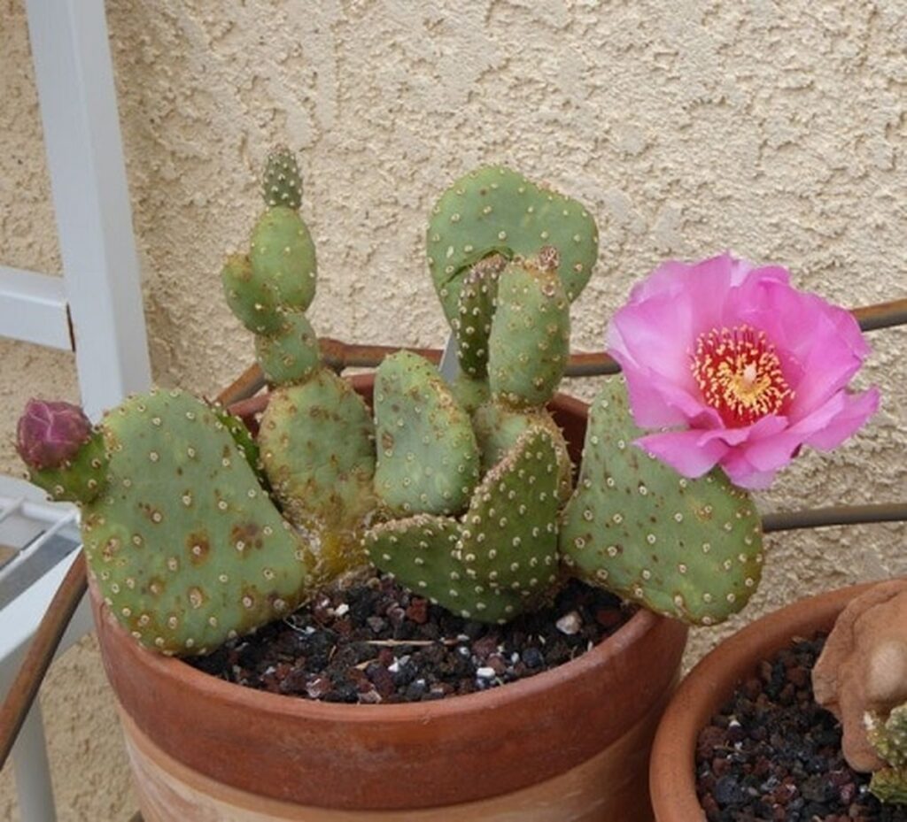 17 Gorgeous Cactus With Pink Flowers to Brighten Your Space