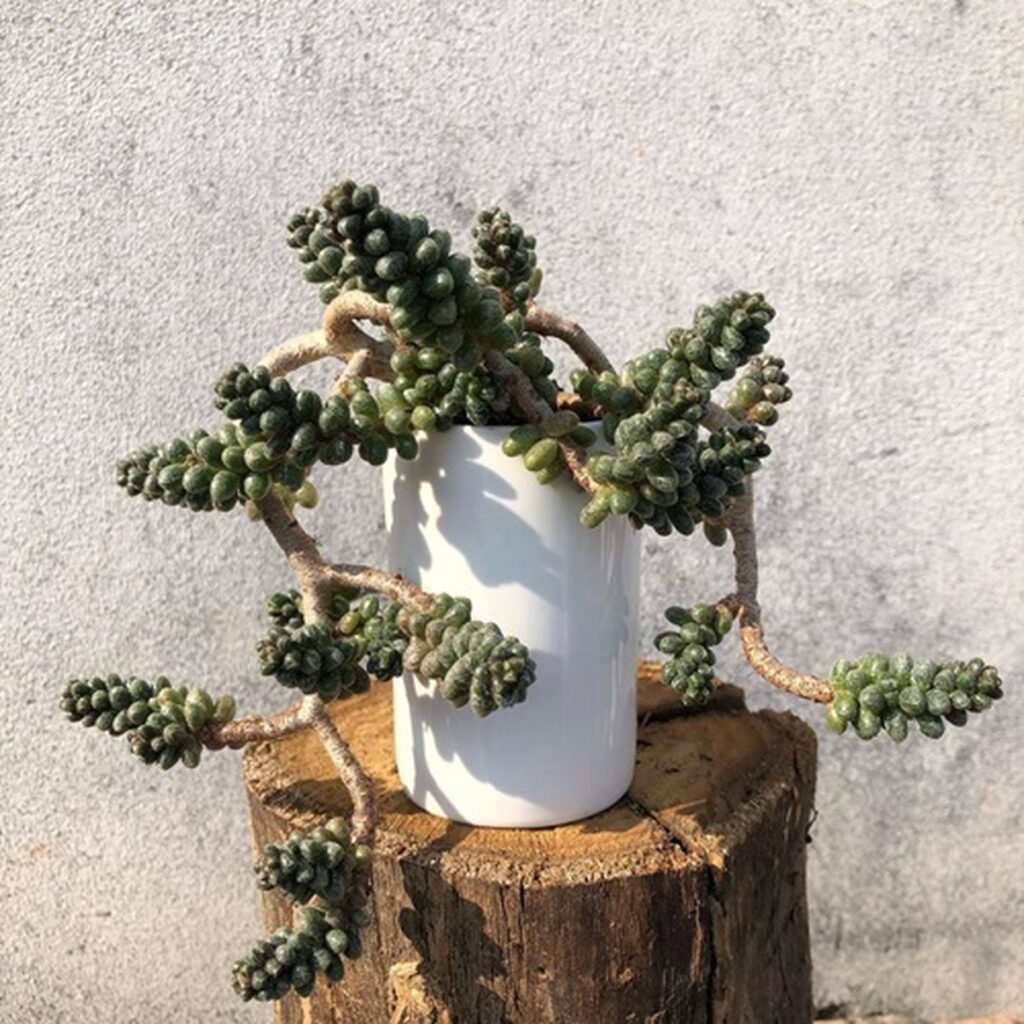 25 Adorable Tiny Mini Succulents for Your Charming Garden