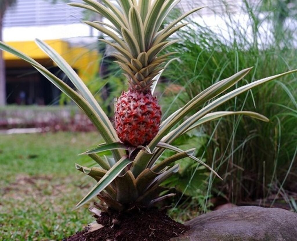43 Fascinating Plants from Jamaica That Brighten Any Garden