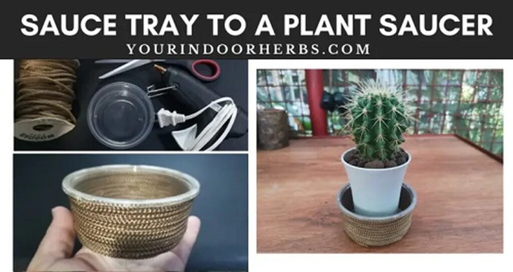 12 Clever DIY Plant Saucer Ideas That Protect Your Floors