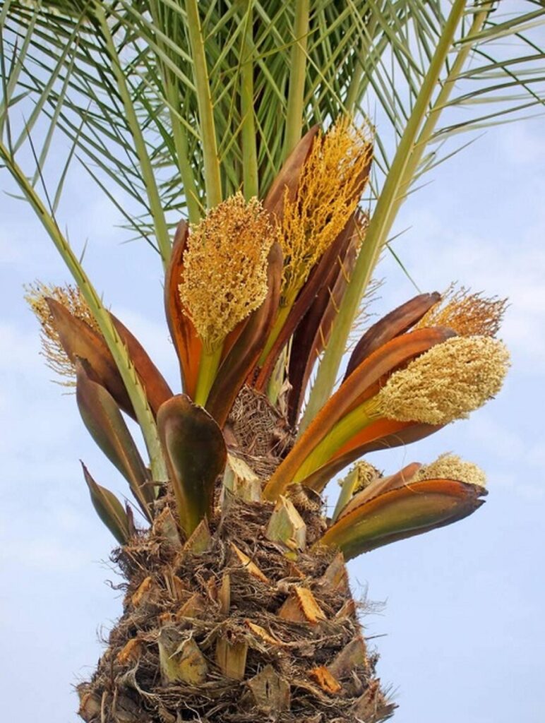 14 Gorgeous Palm Trees that Flower Beautifully in Your Garden