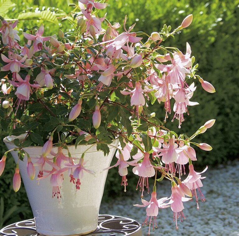 16 Gorgeous Fuchsia Variety Colors That Gardeners Adore