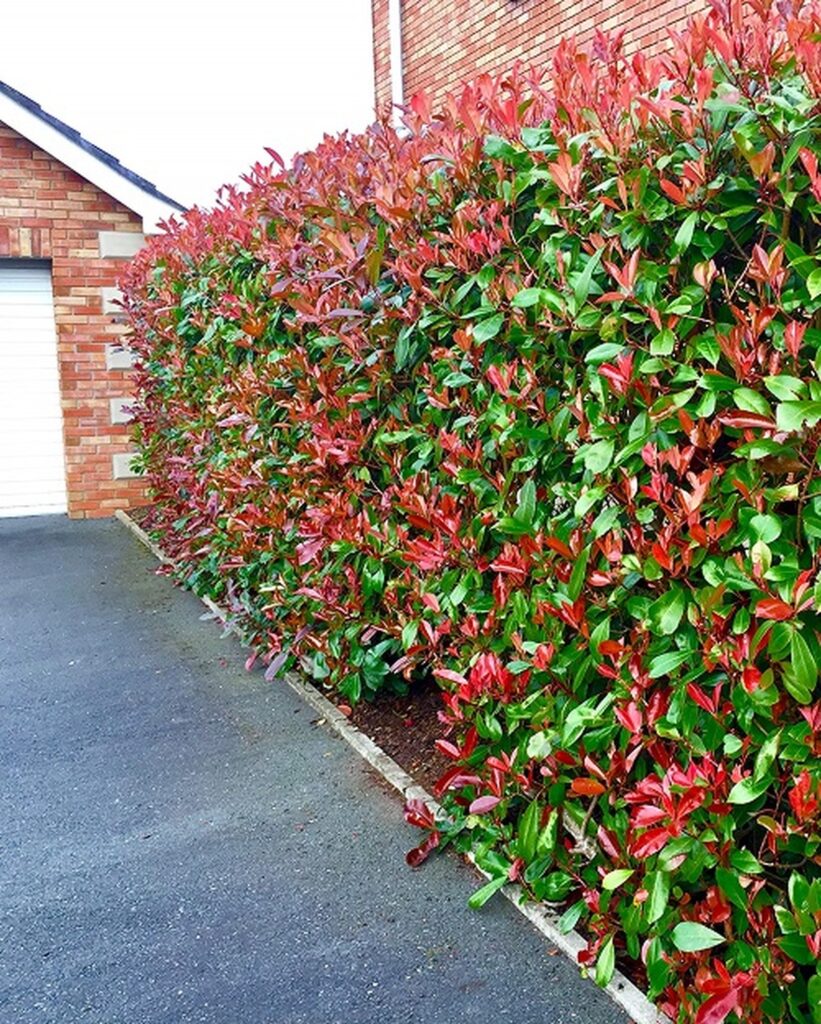 31 Stunning Colorful Hedge Plants for a Vibrant Garden Border