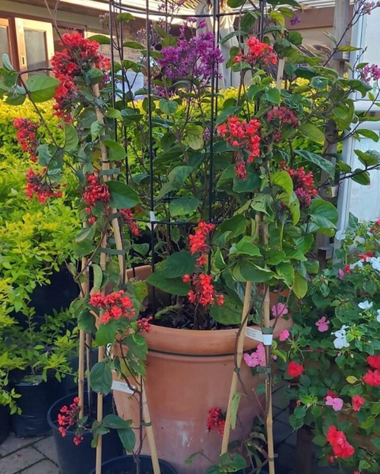 16 Vines That Can Grow on Trees: Find Your Perfect Match
