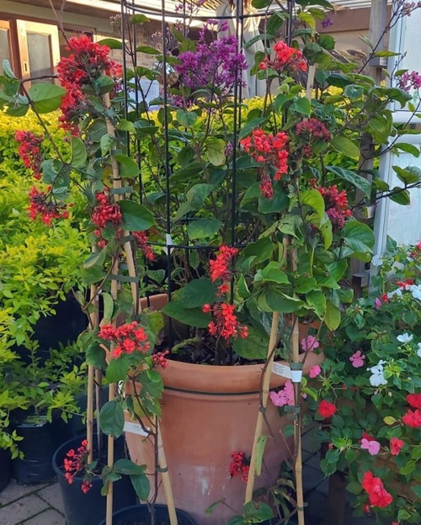 16 Vines That Can Grow on Trees: Find Your Perfect Match