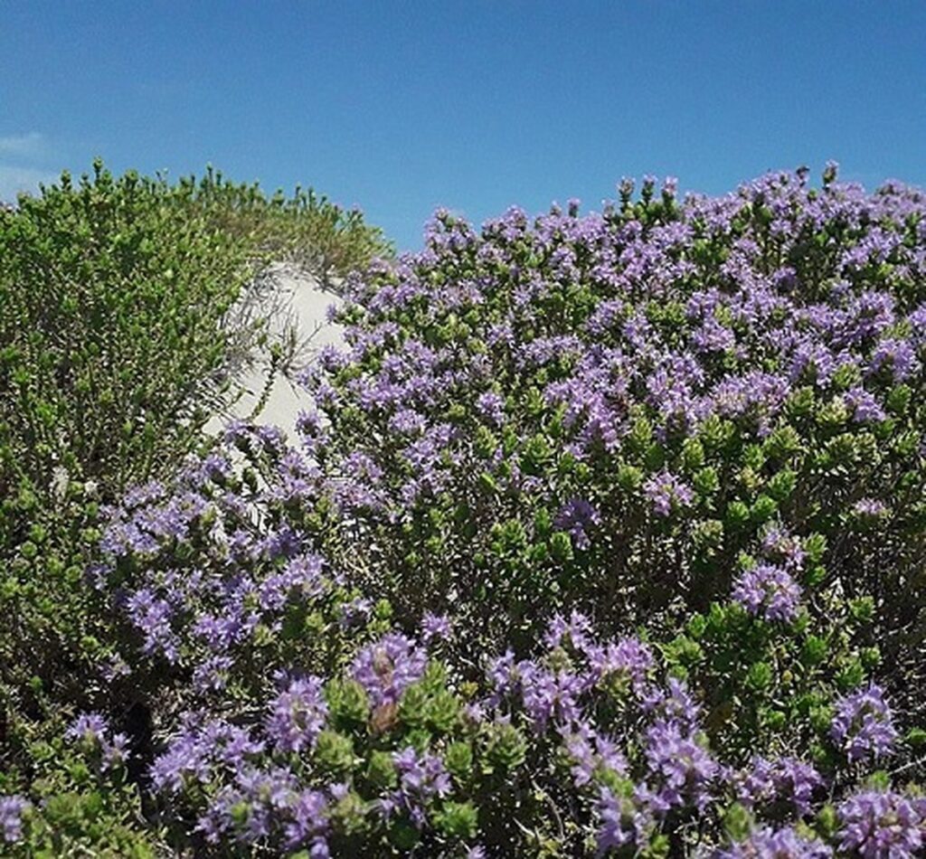 22 Beautiful Greek Flowers to Brighten Your Garden Today
