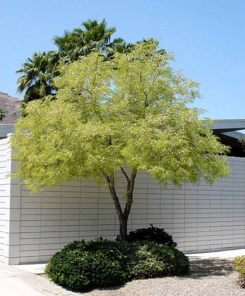 17 Stunning Trees That Look Like Ferns: Nature's Hidden Gems