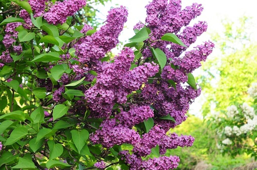 23 Beautiful Lavender Flowers to Brighten Your Garden