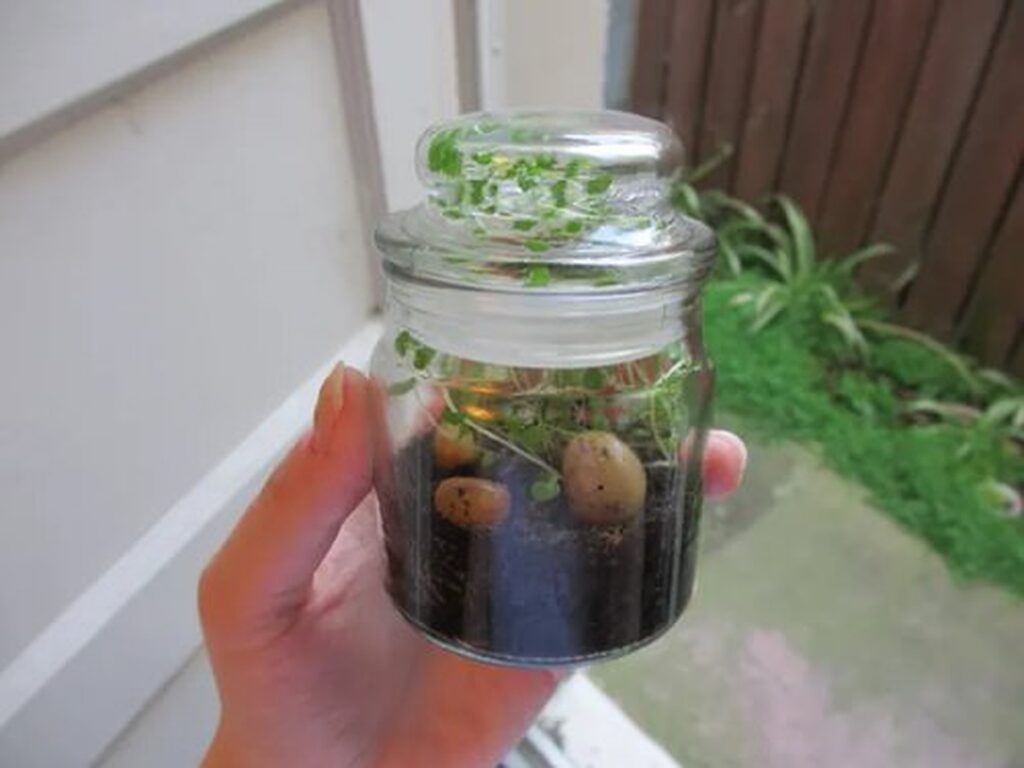 16 Stunning Sealed Bottled Garden Ideas for Indoor Magic