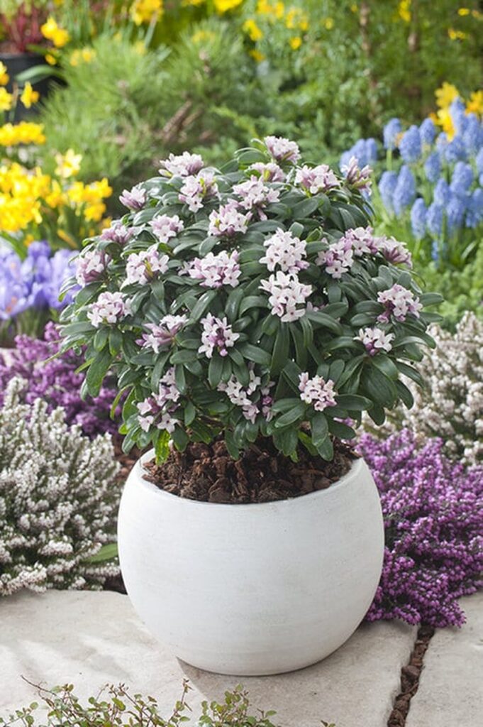 47 Most Fragrant Flowers That Fill Gardens With Sweet Scents