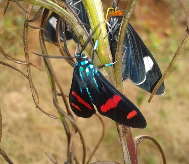 15 Fascinating Blue Moths to Spot in Your Garden