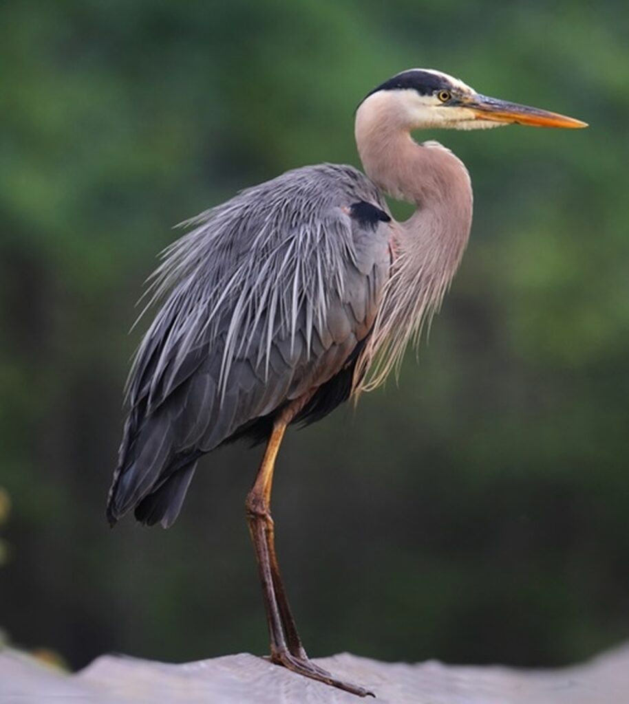 30 Striking Birds with White Stripes on Wings - Nature's Wonders!