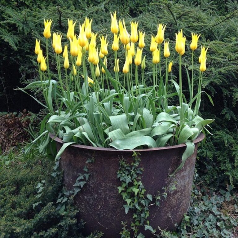 34 Enchanting Yellow Tulip Varieties to Brighten Your Garden