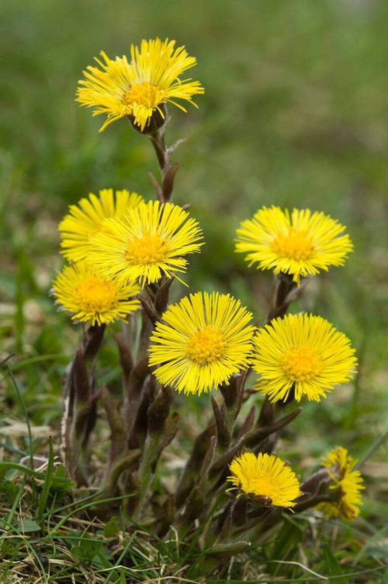14 Beautiful Flowers That Look Like Dandelions But Aren T