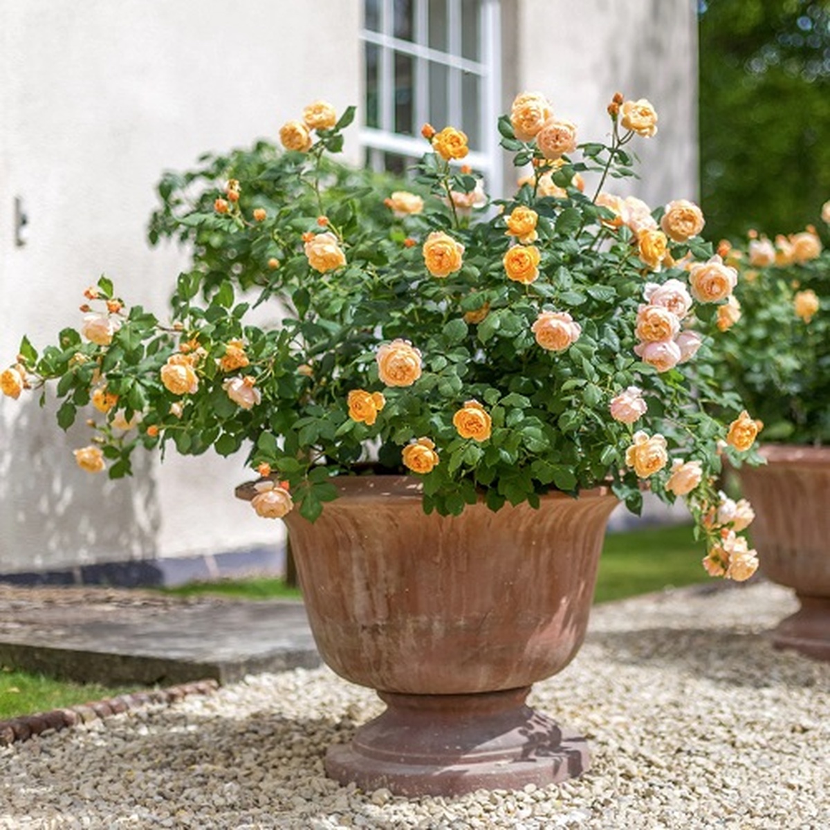12 Stunning Peach Color Flowers to Brighten Your Garden