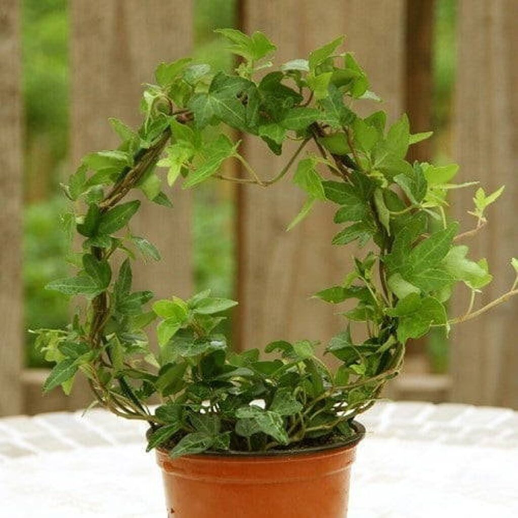 26 Stunning Types of Ivy Houseplants for Your Green Haven