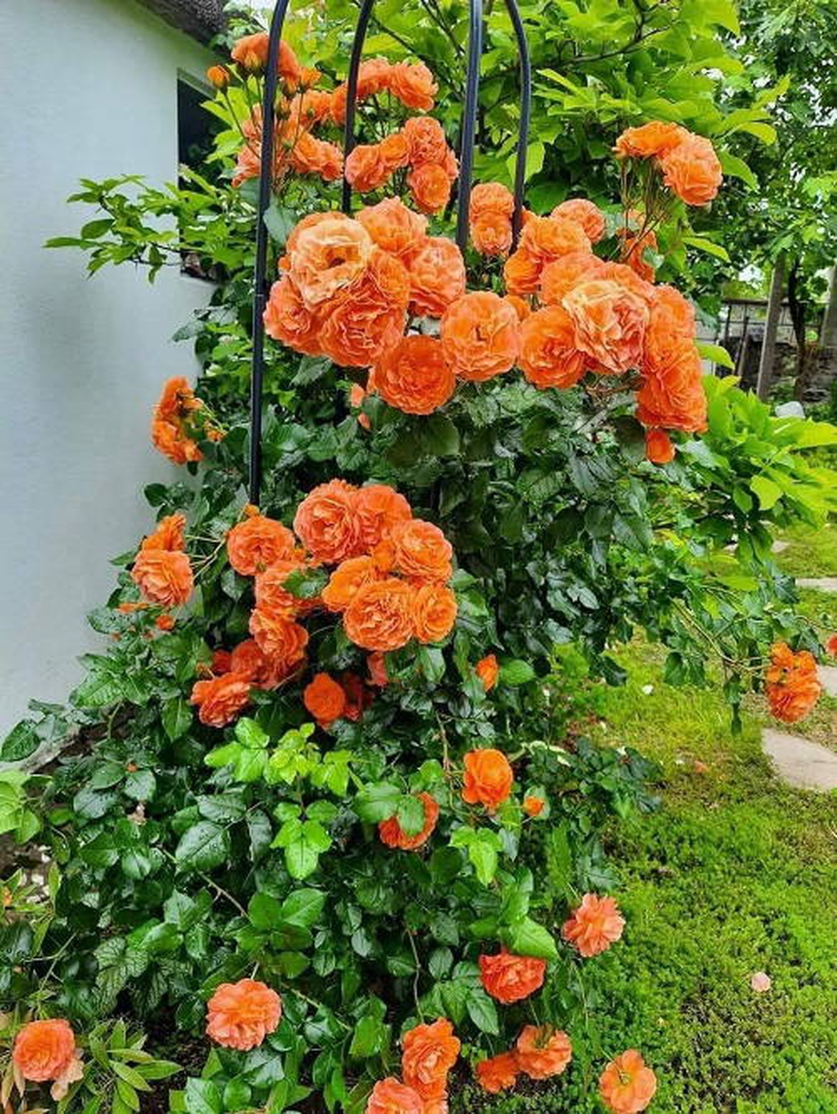 11 Stunning Climbers and Vines with Orange Flowers for Your Garden