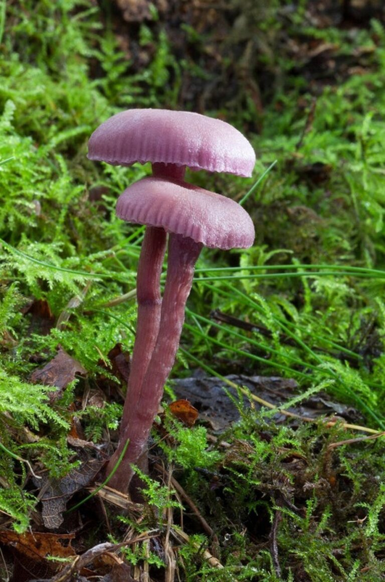 23 Stunning Mushrooms that Look Like Flowers to Discover Today