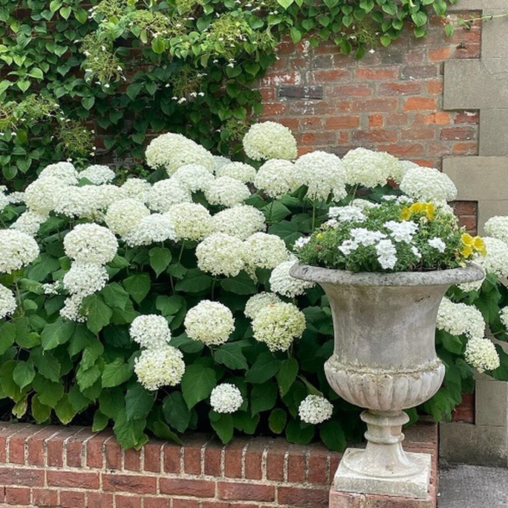 25 Beautiful Annabelle Flowers Ideas for Your Garden Paradise