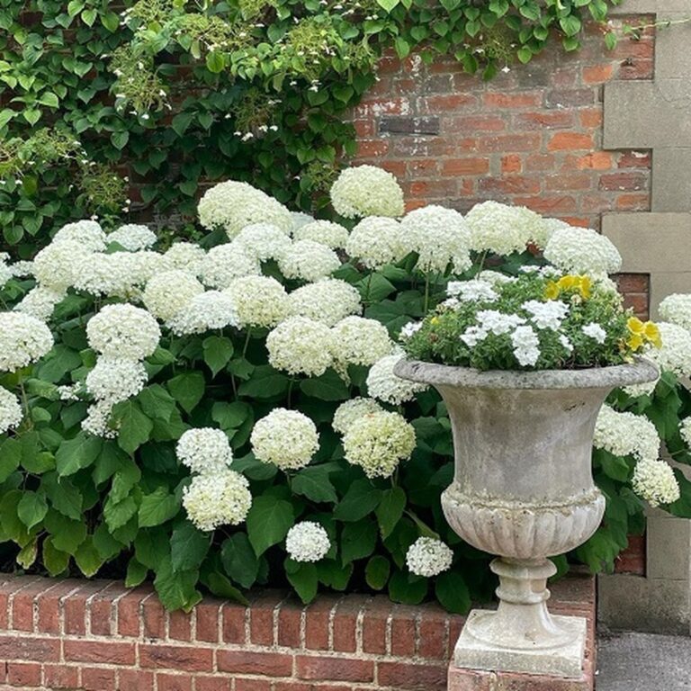 25 Beautiful Annabelle Flowers Ideas for Your Garden Paradise