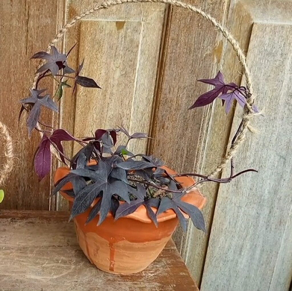 18 Creative Indoor Plant Stake Ideas for Happy Houseplants