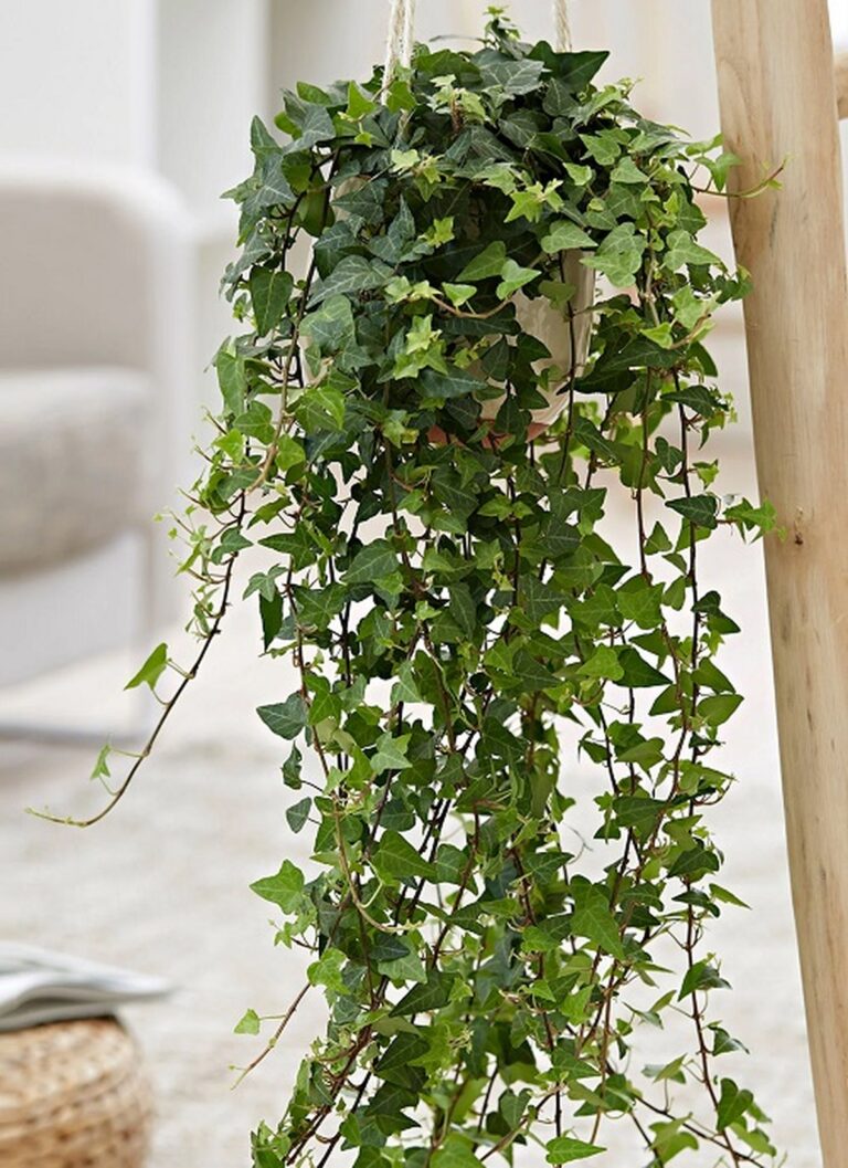 23 Stunning Trailing Perennials for Hanging Baskets & Plant Arrangements