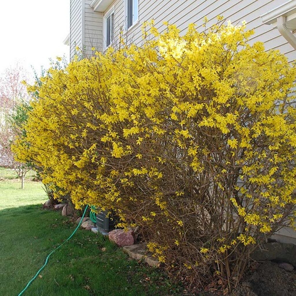 31 Stunning Colorful Hedge Plants for a Vibrant Garden Border