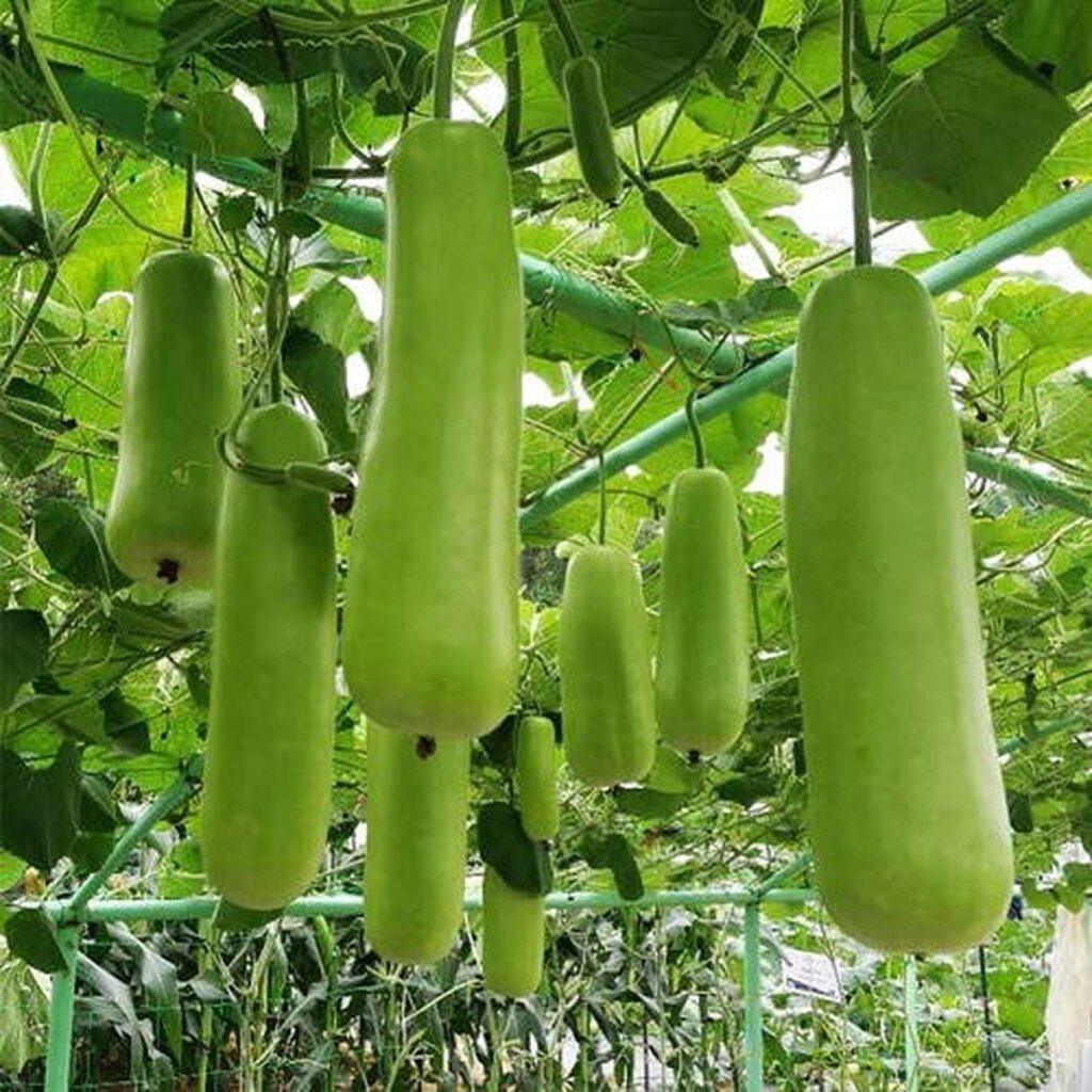89 Beautiful Vegetables: A Complete A-Z Guide to Fresh Favorites