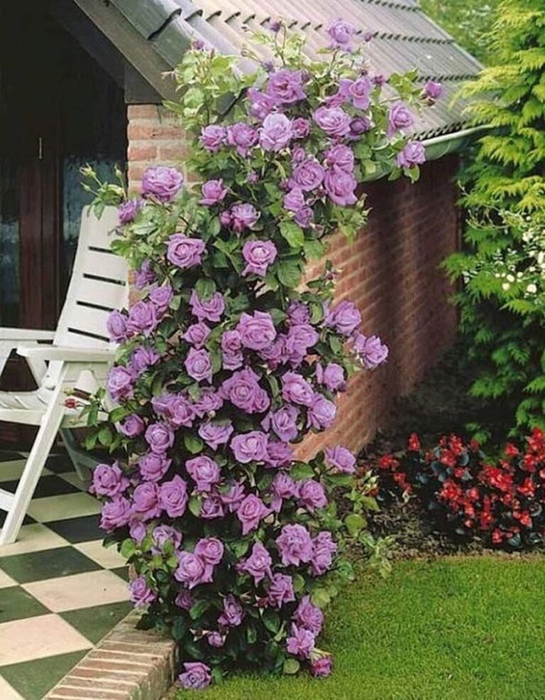 17 Charming Vines with Purple Flowers & Purple Flowering Climbers