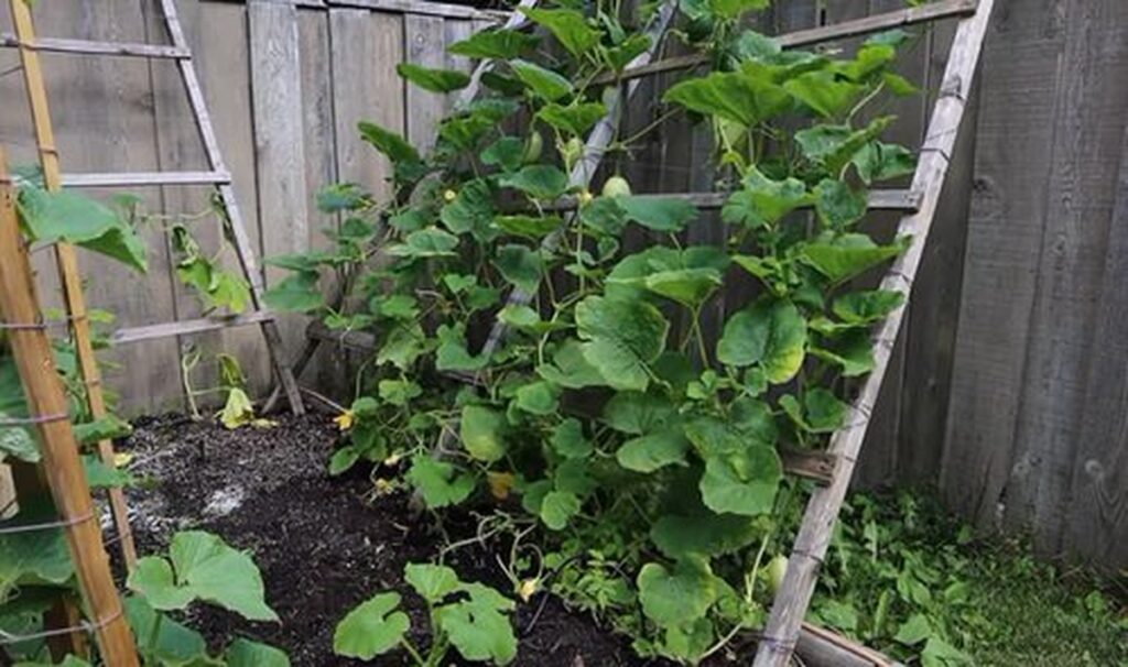 17 Fantastic DIY Squash Trellis Ideas for Your Garden